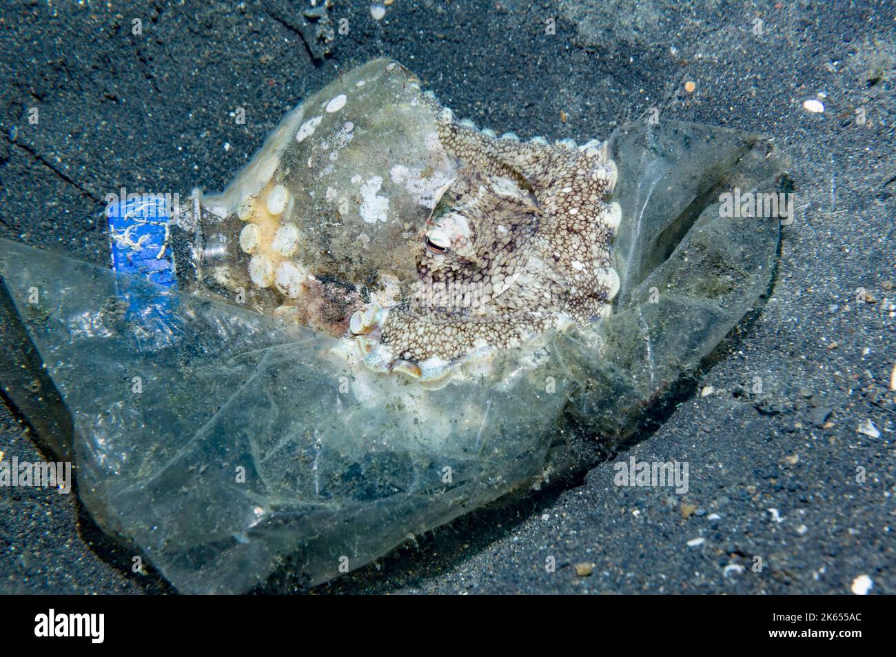 Veined octopus with plastic bag and bottle Stock Photo - Alamy