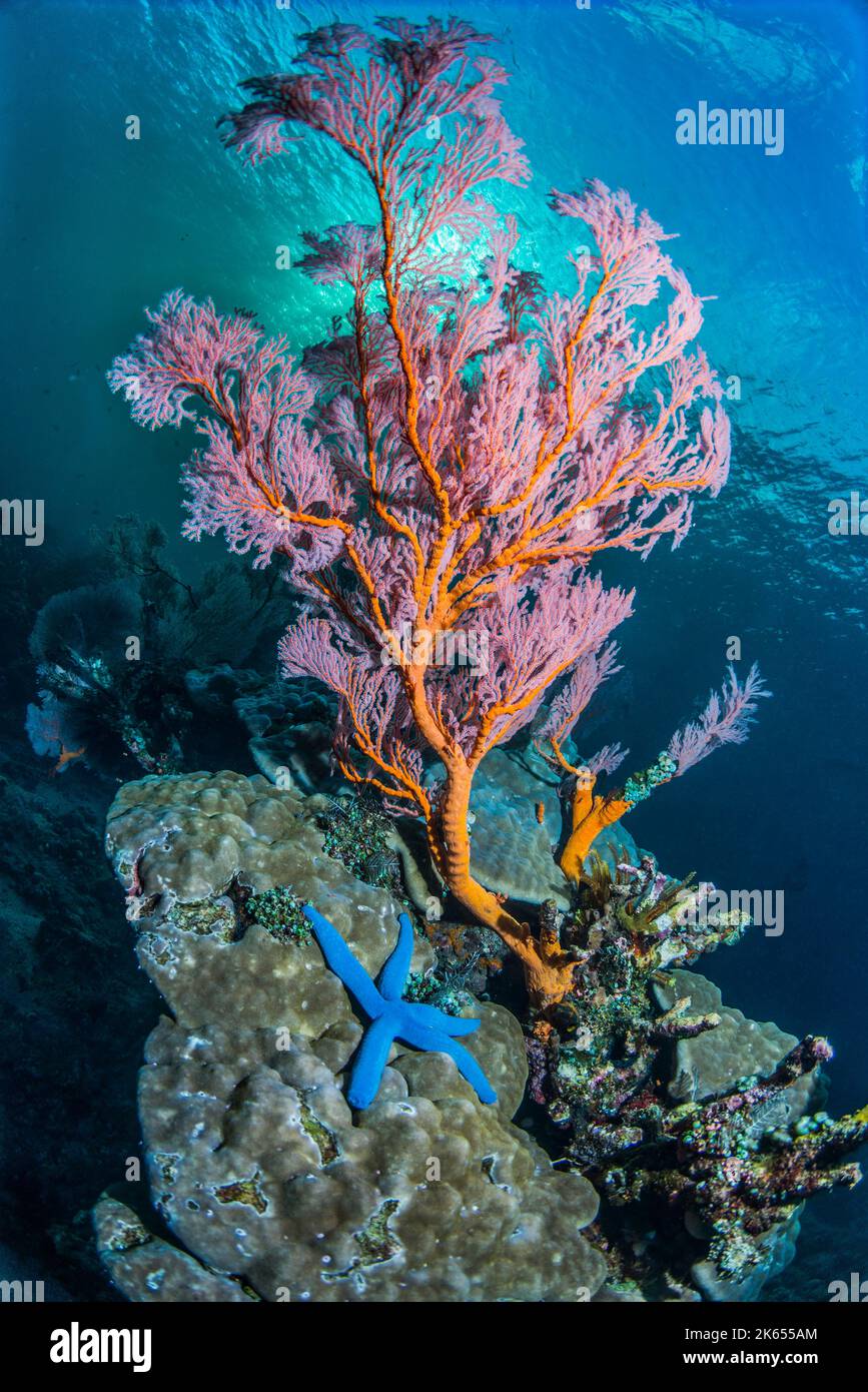 Gorgonian and blue linkia starfish, Bali, Indonesia Stock Photo - Alamy