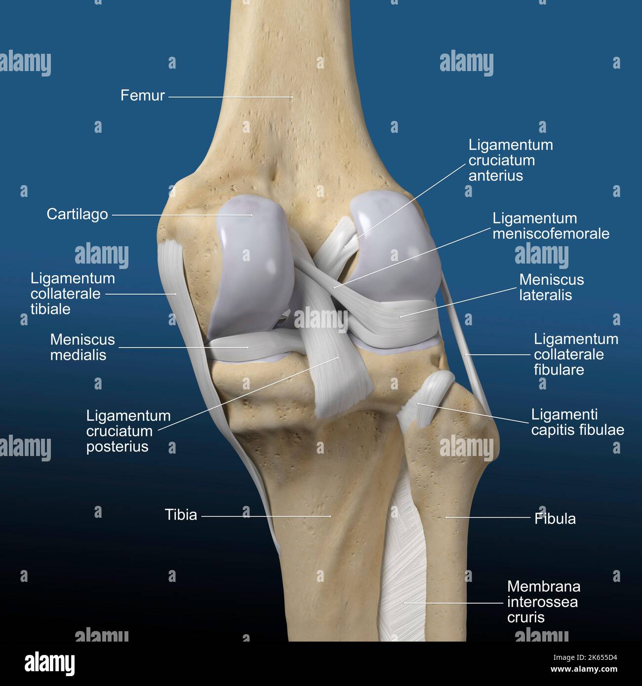 Human knee, illustration Stock Photo - Alamy