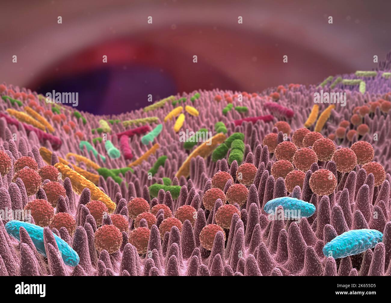 Gut microbiota, illustration Stock Photo - Alamy