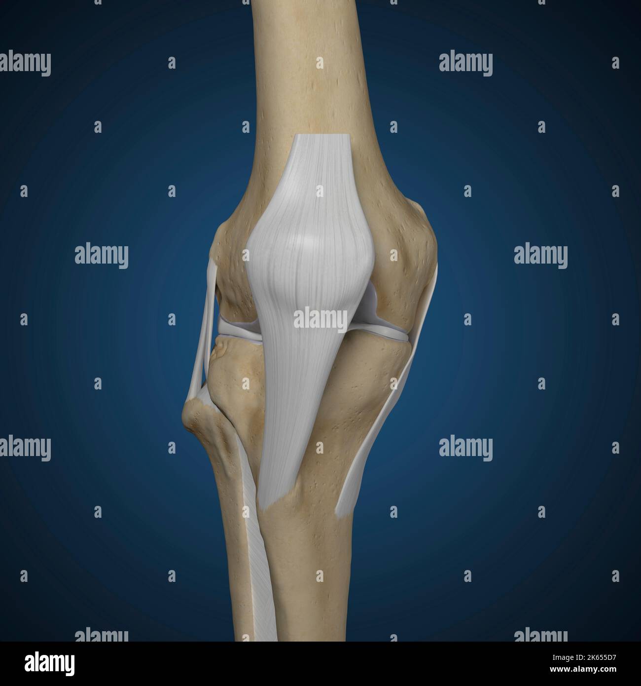 Human knee, illustration Stock Photo - Alamy