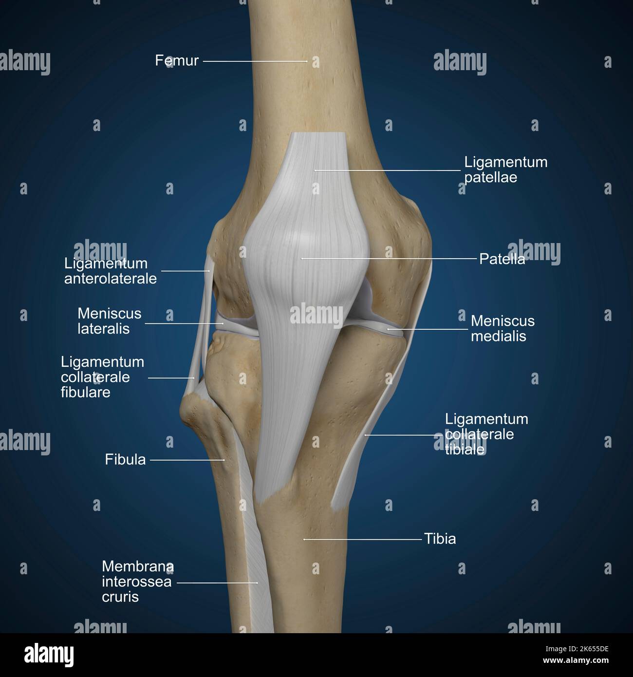 Human knee, illustration Stock Photo - Alamy