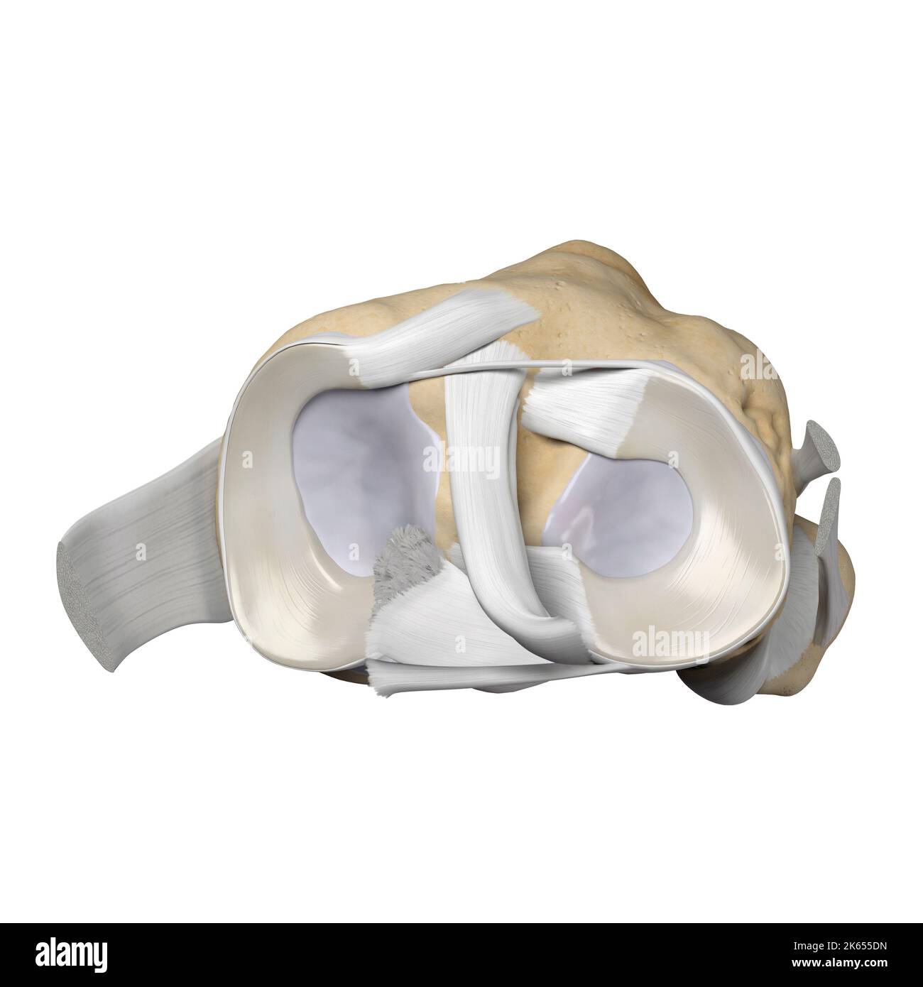 Cross-section of a human knee joint, illustration Stock Photo - Alamy