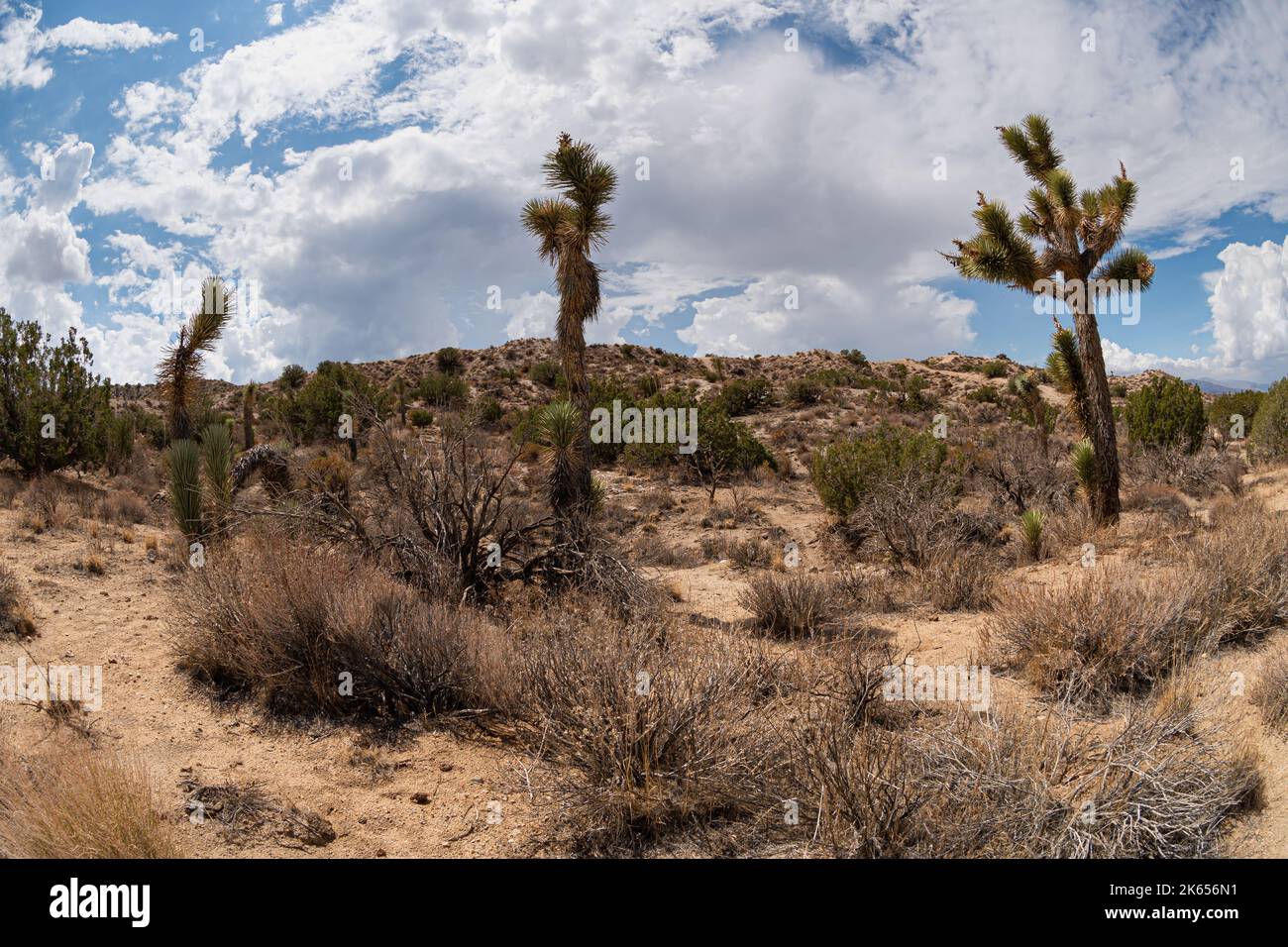 Yucca trees California High Desert Stock Photo - Alamy