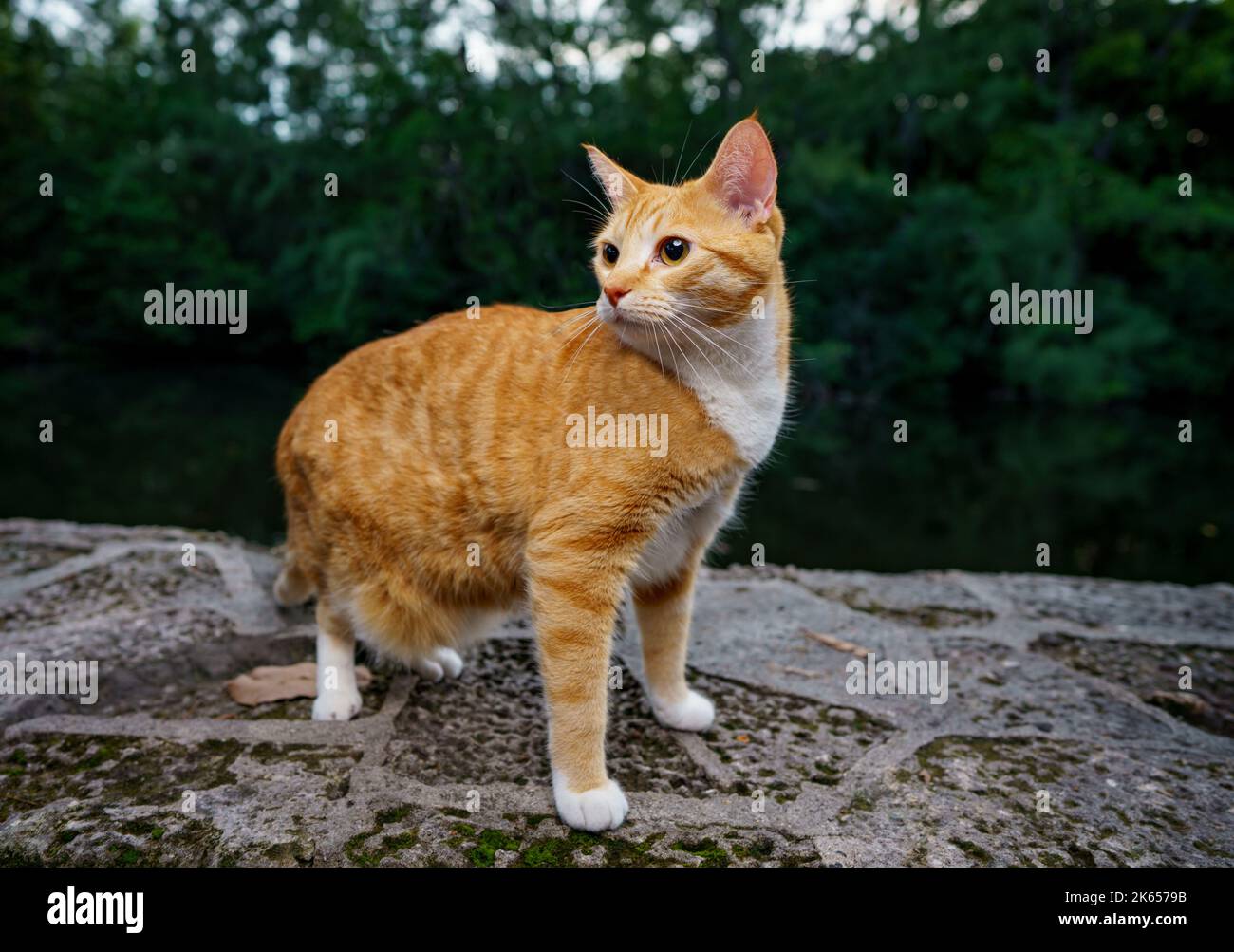 Young cute orange cat hi-res stock photography and images - Alamy