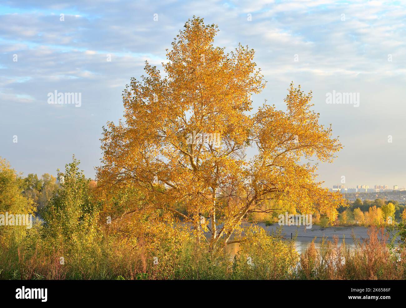 A bright yellow tree in autumn. Vegetation on the banks of the Ob River ...