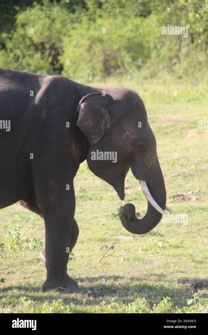 Elephants in Sri Lankan National Parks Stock Photo - Alamy