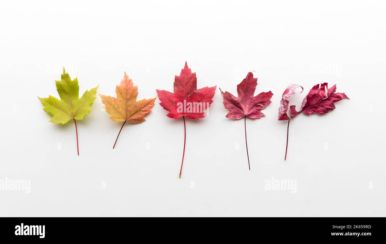 A row of maple leaves from green to dried up deep red depicting stages ...