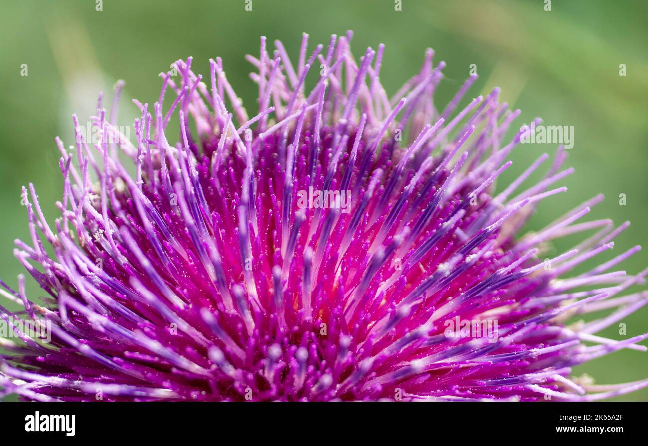 Cirsium eriophorum or the woolly thistle flowering in the autumn ...