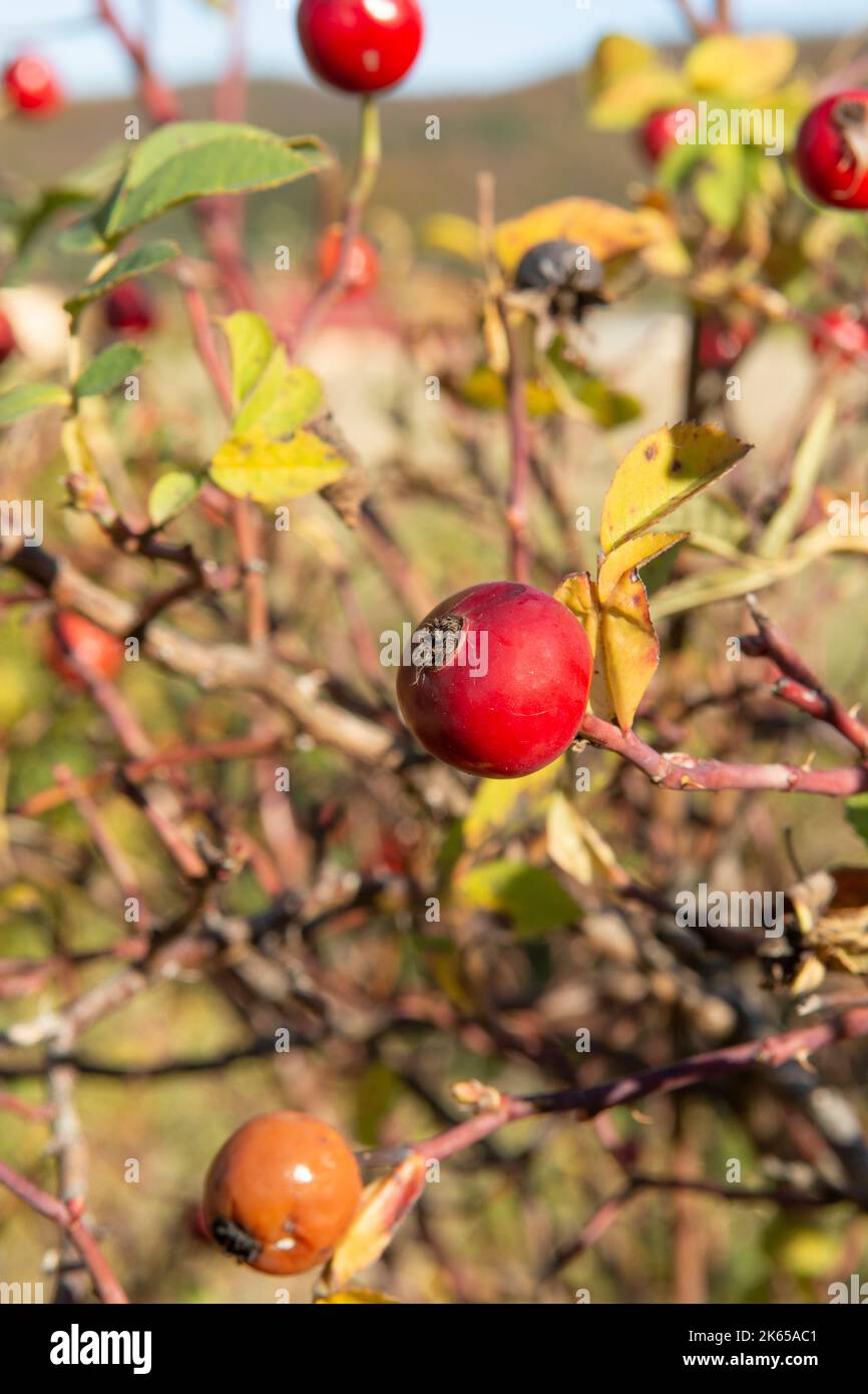 Red fruits of rose hips or dog rose. Rosa canina in the autumn Stock ...