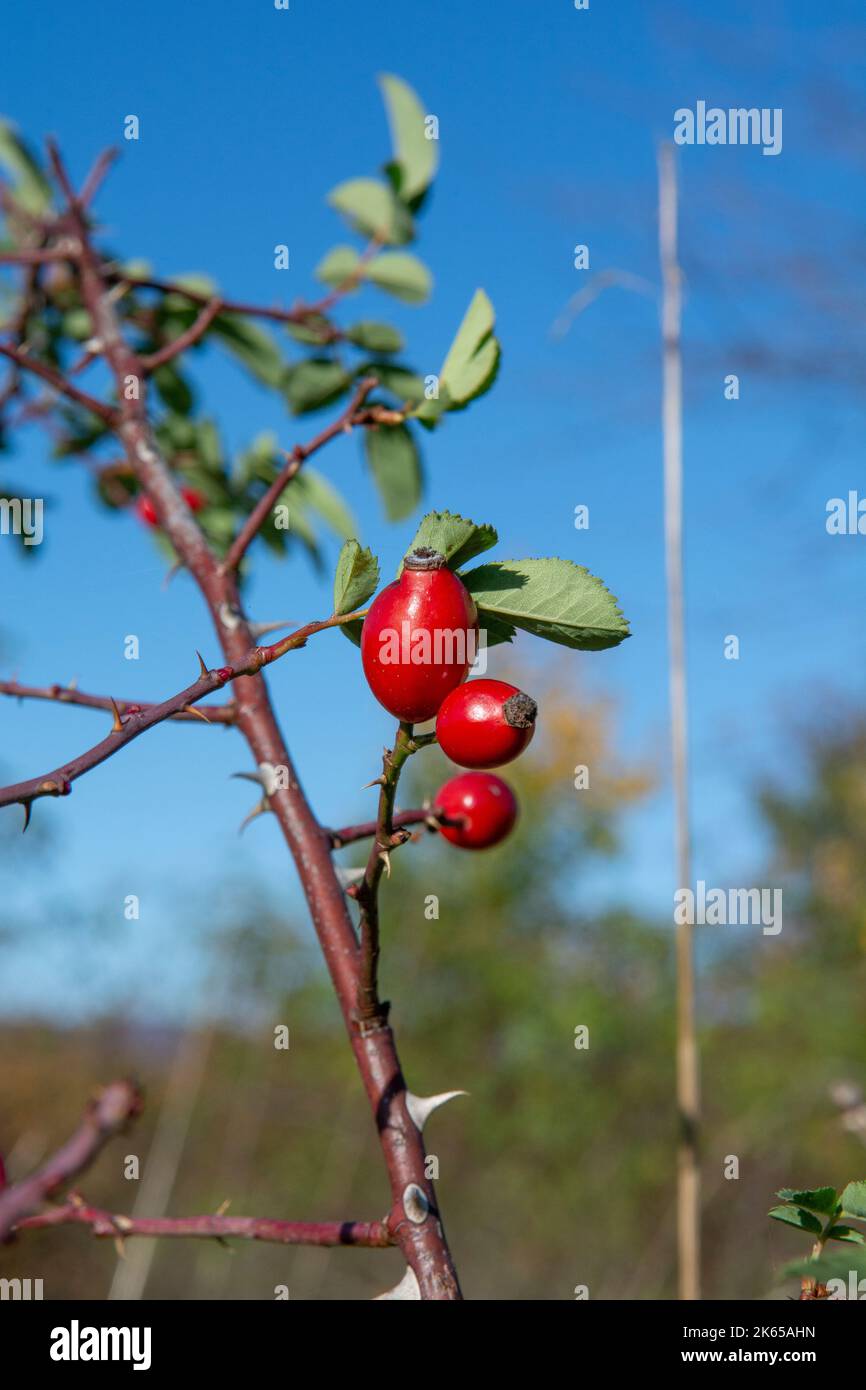 Red fruits of rose hips or dog rose. Rosa canina in the autumn Stock ...