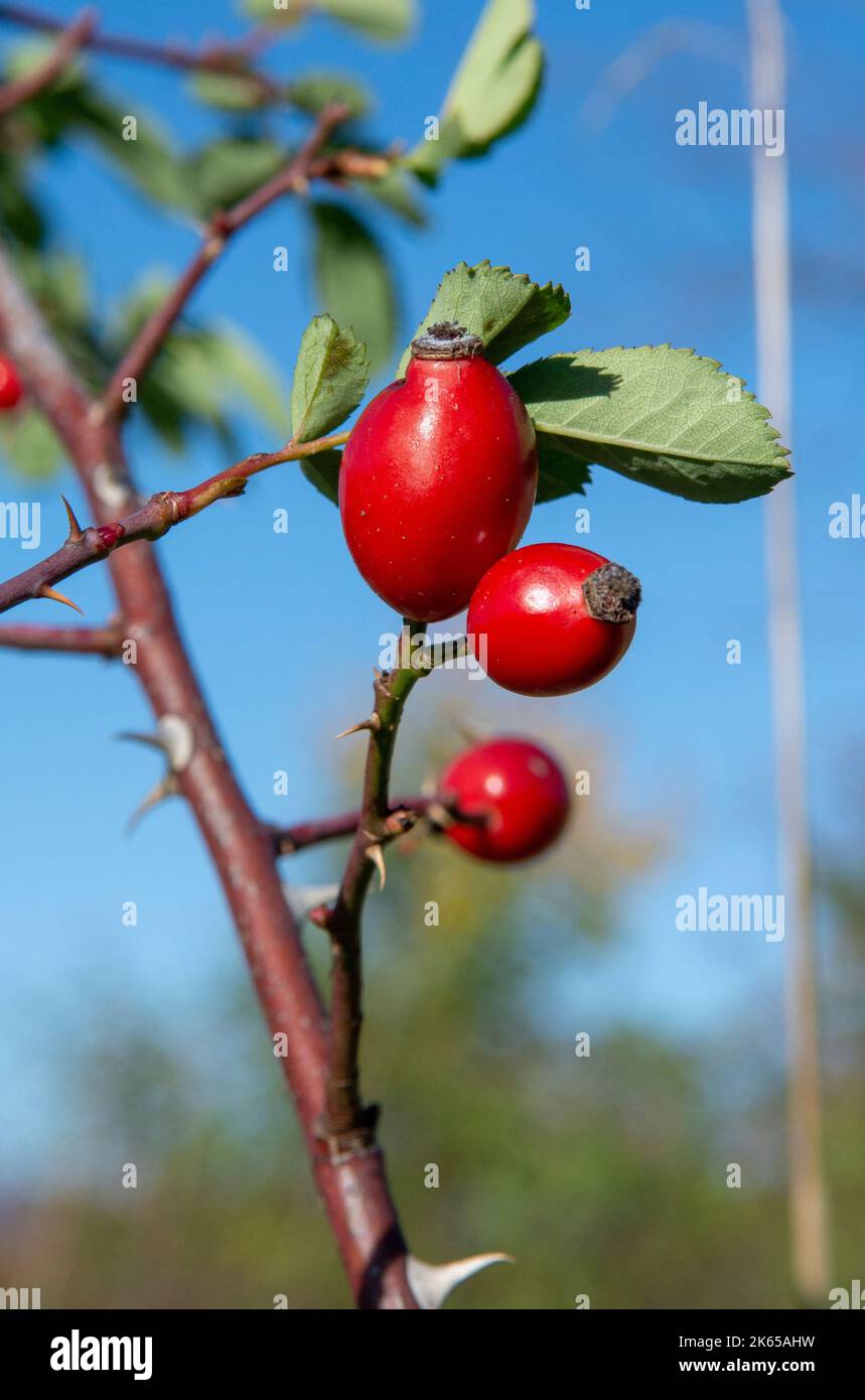 Red fruits of rose hips or dog rose. Rosa canina in the autumn Stock ...