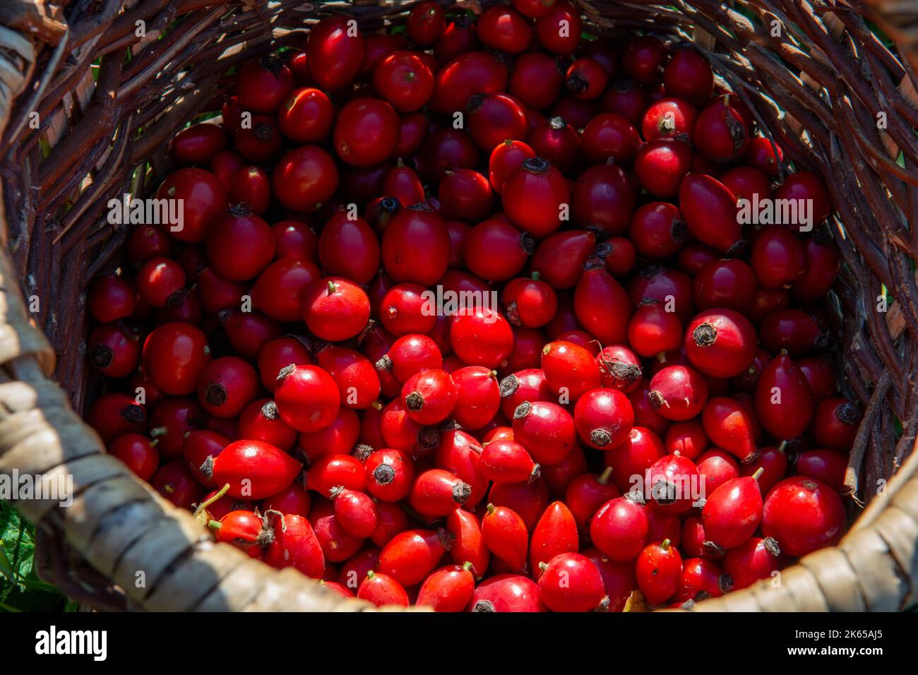 Freshly picked red rose hips berries in a wicker basket. Rosa canina ...