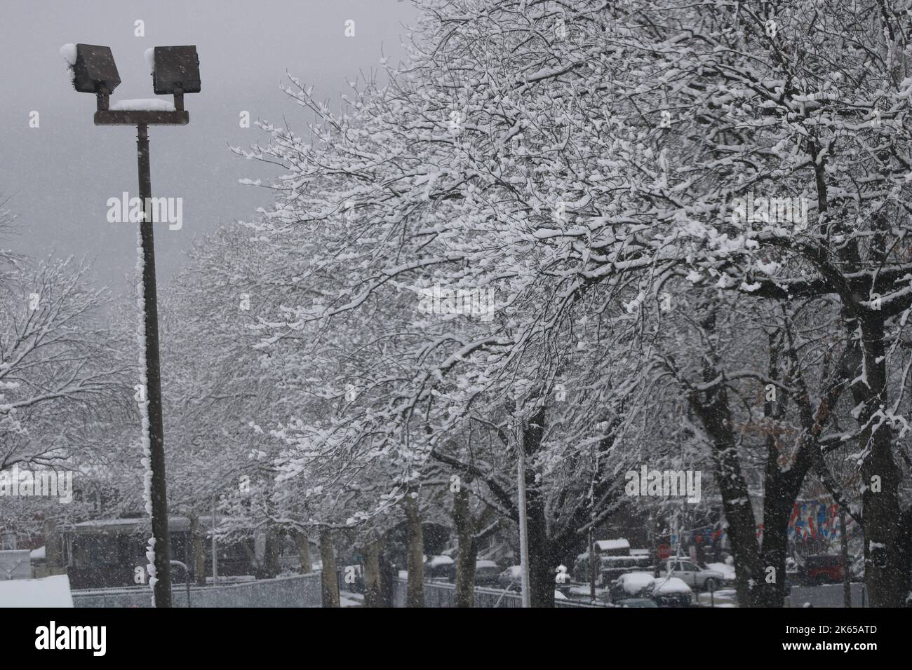 accumulation of snow on branches of a tree Stock Photo - Alamy