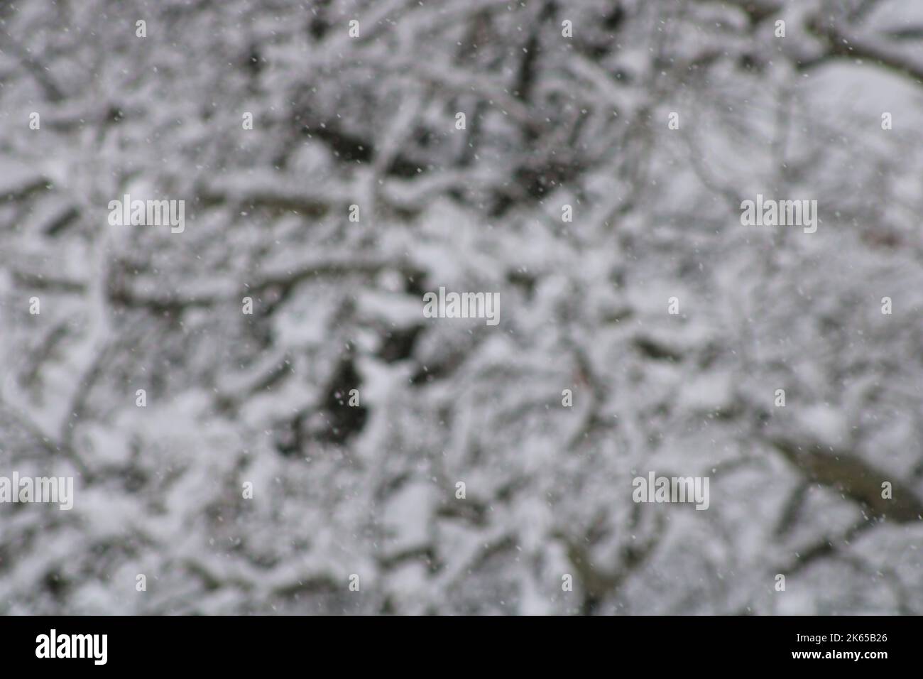 accumulation of snow on branches of a tree Stock Photo - Alamy