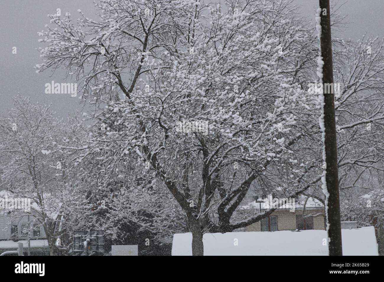 accumulation of snow on branches of a tree Stock Photo - Alamy