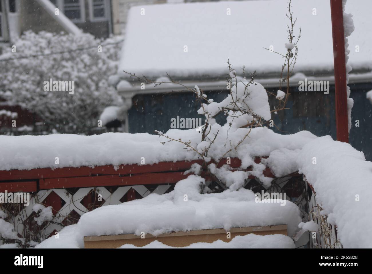 accumulation of snow on branches of a tree Stock Photo - Alamy