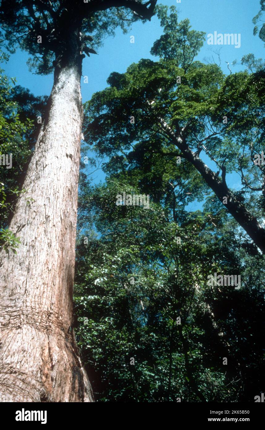 A giant Australian eucalyptus tree, NSW central coast. 700 metres ...