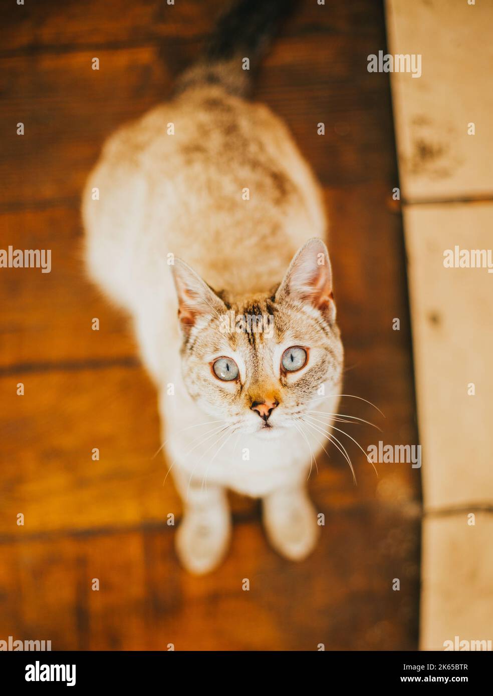 Why Do Some Cats Look Cross Eyed