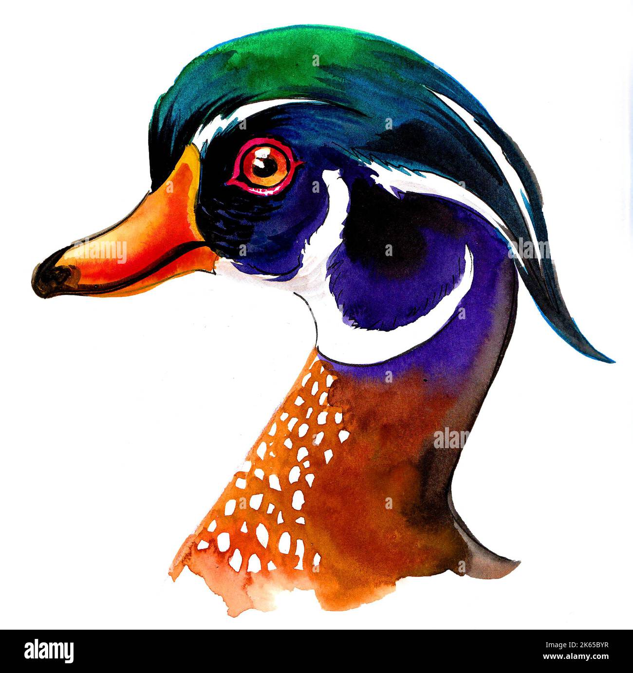 Duck bird head. Ink and watercolor drawing Stock Photo - Alamy