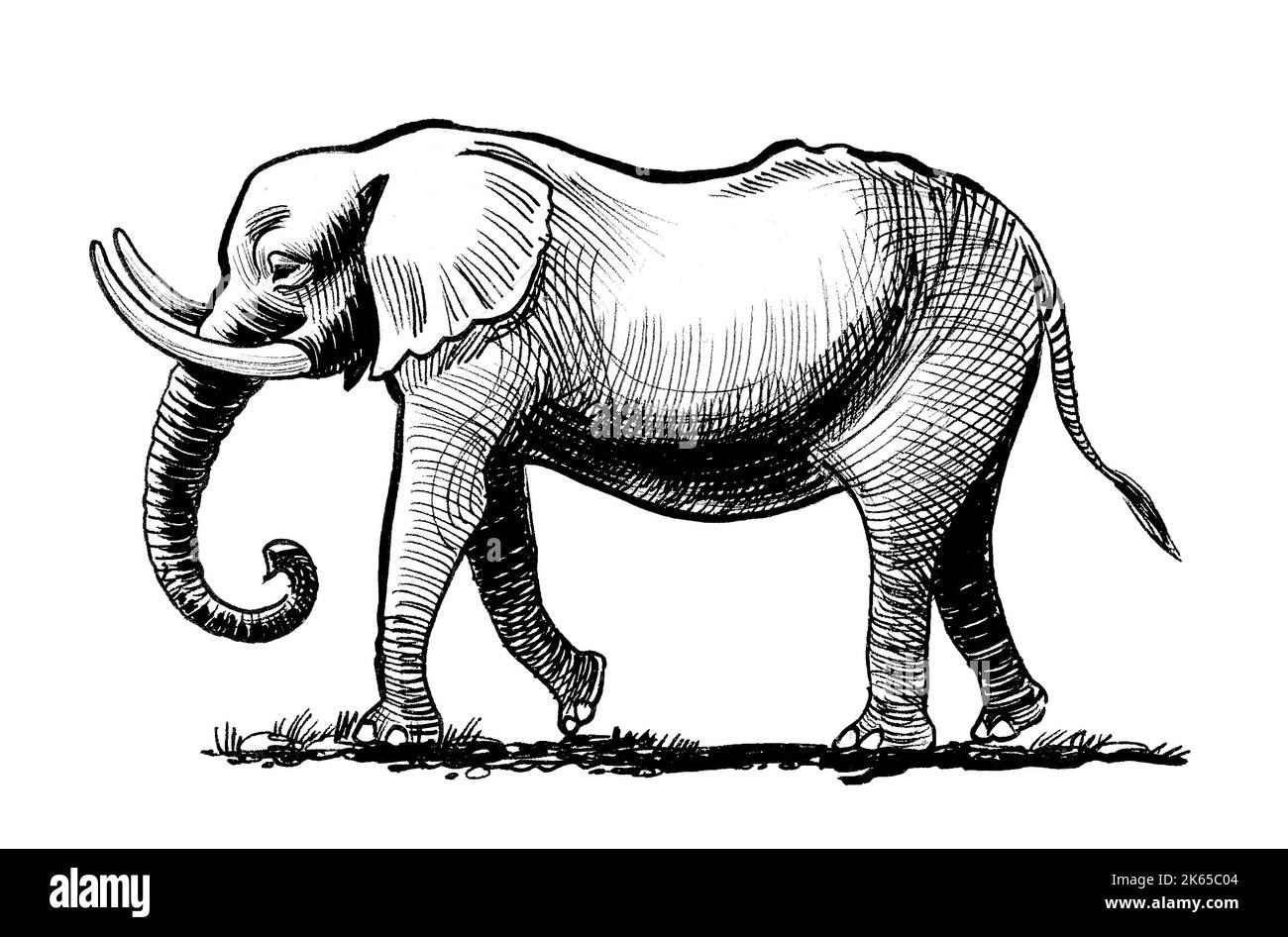 Walking elephant. Ink black and white drawing Stock Photo - Alamy