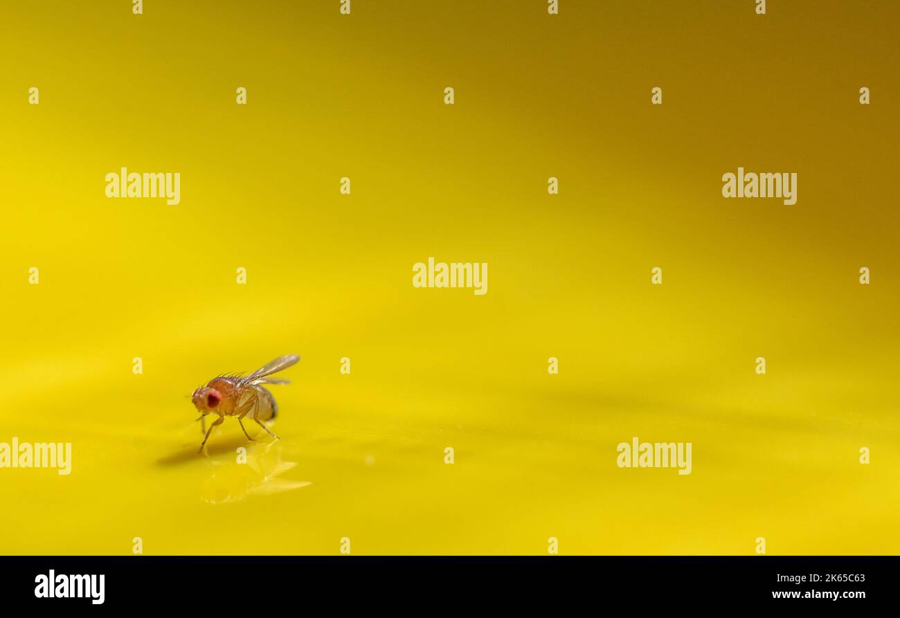Macro of a single fruit fly caught on a sticky paper trap Stock Photo ...