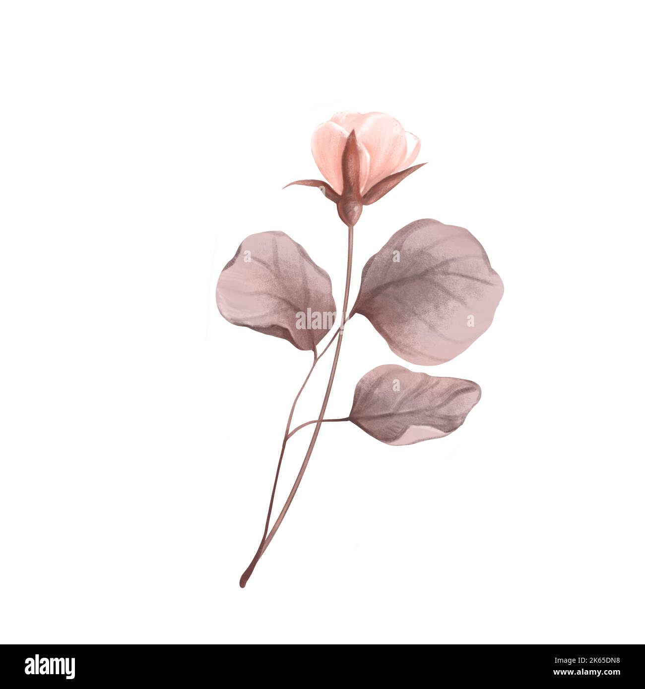 Delicate plant illustration hi-res stock photography and images - Alamy