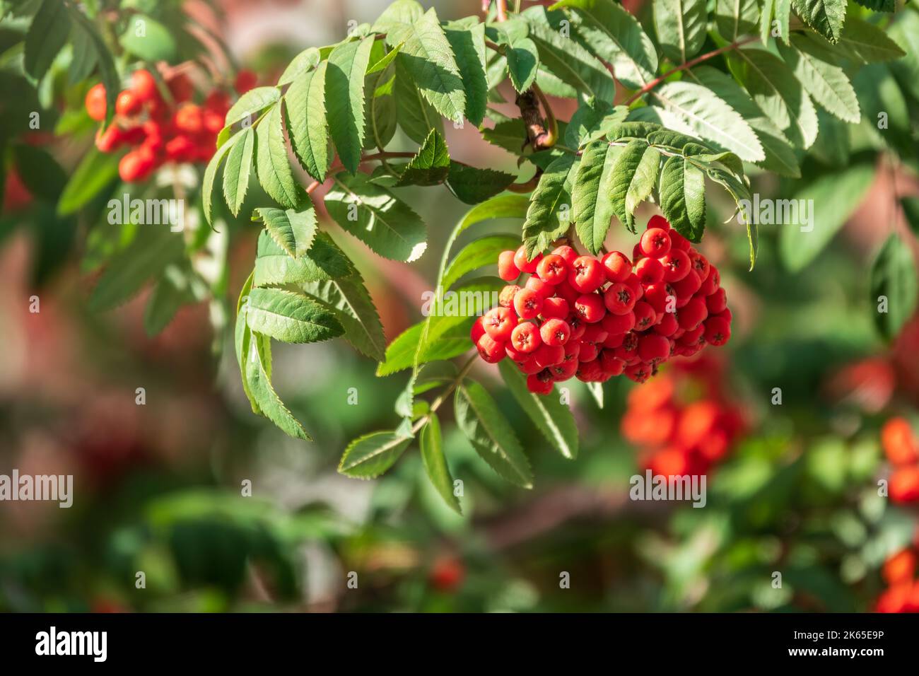 A bunch of red rowan in autumn leaves. Autumn bright red rowan berries ...