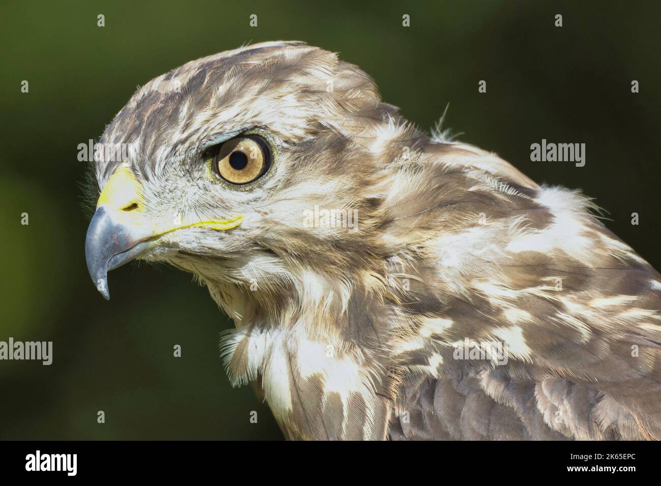 A closeup of a red kite's (hawk) head from the woods in Arlesheim ...