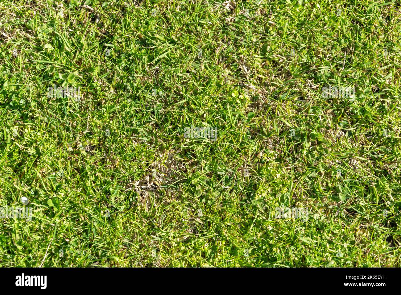 A top view of green grass in sunlight Stock Photo - Alamy