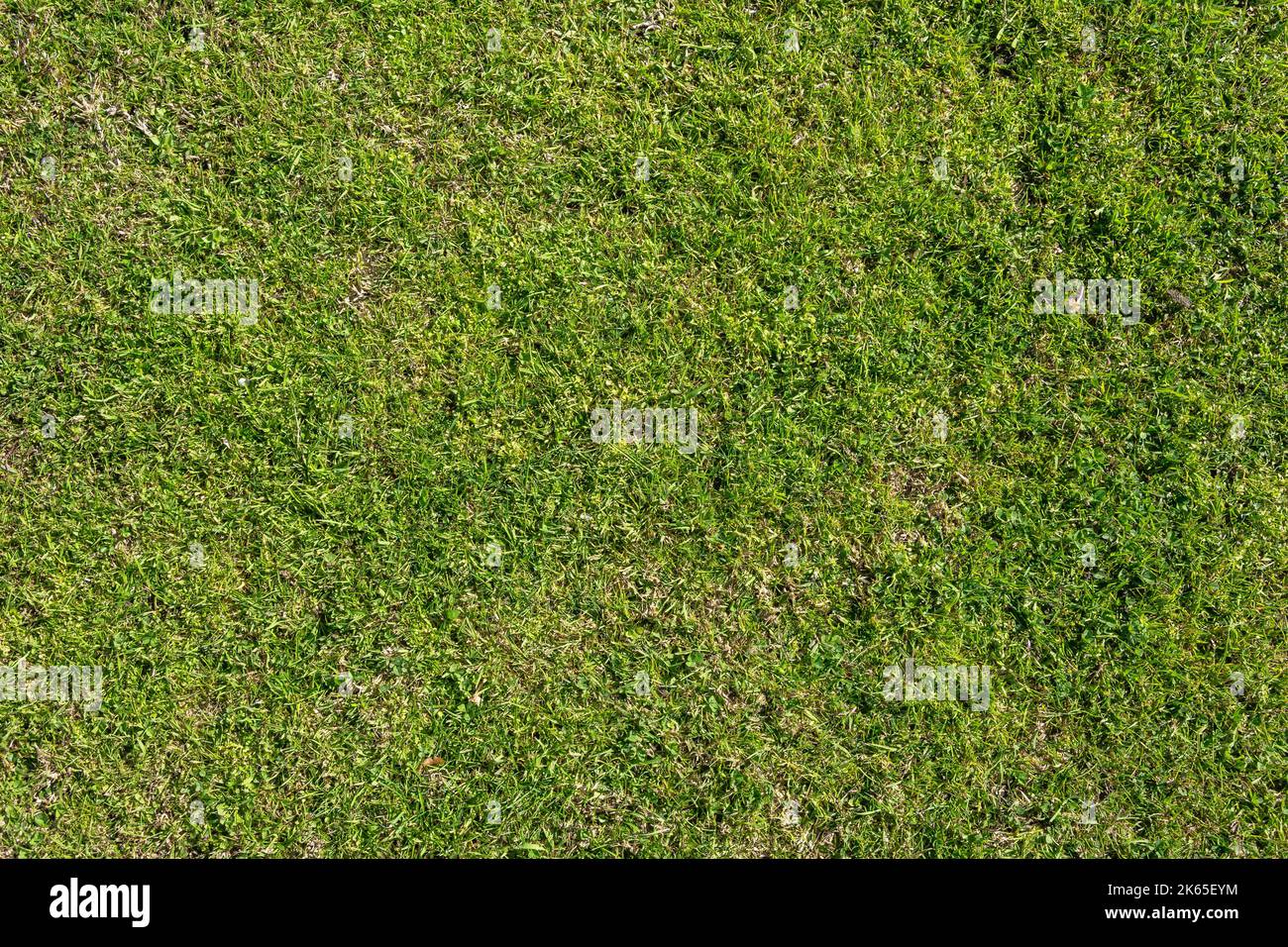 A top view of green grass in sunlight Stock Photo - Alamy