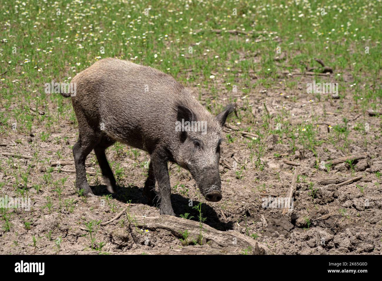 Wild boar with wet dirty legs and trunk in front of a meadow Stock ...