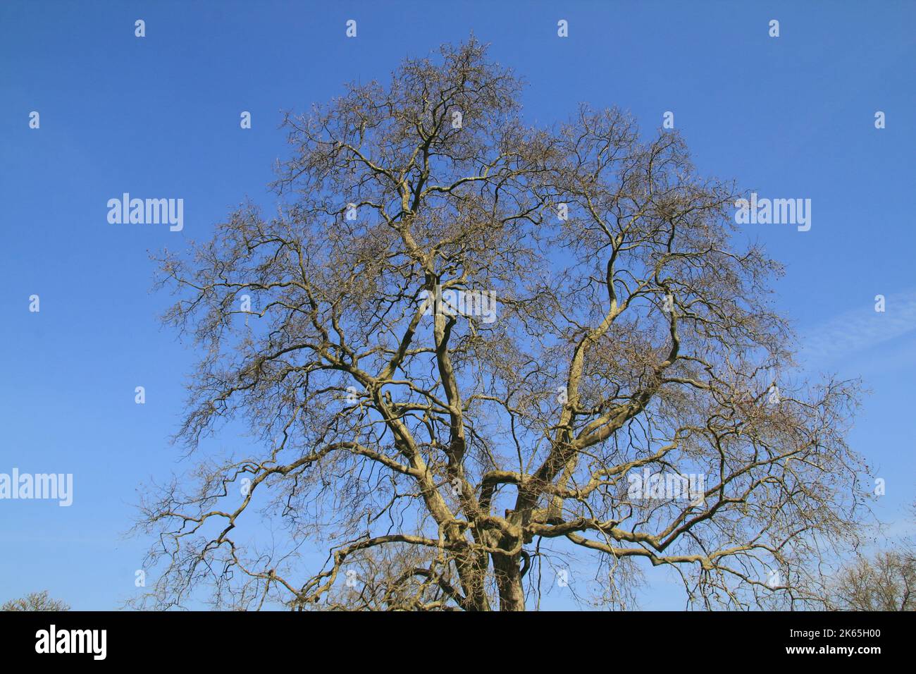 of single tree, with blue sky background Stock Photo - Alamy