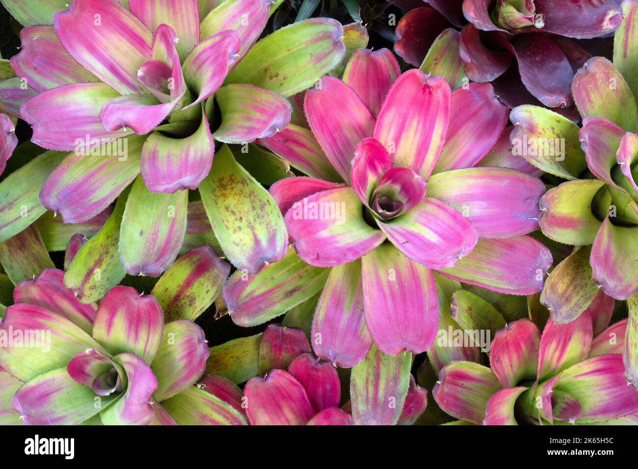 Bromeliads display wall plants for nature background Stock Photo - Alamy