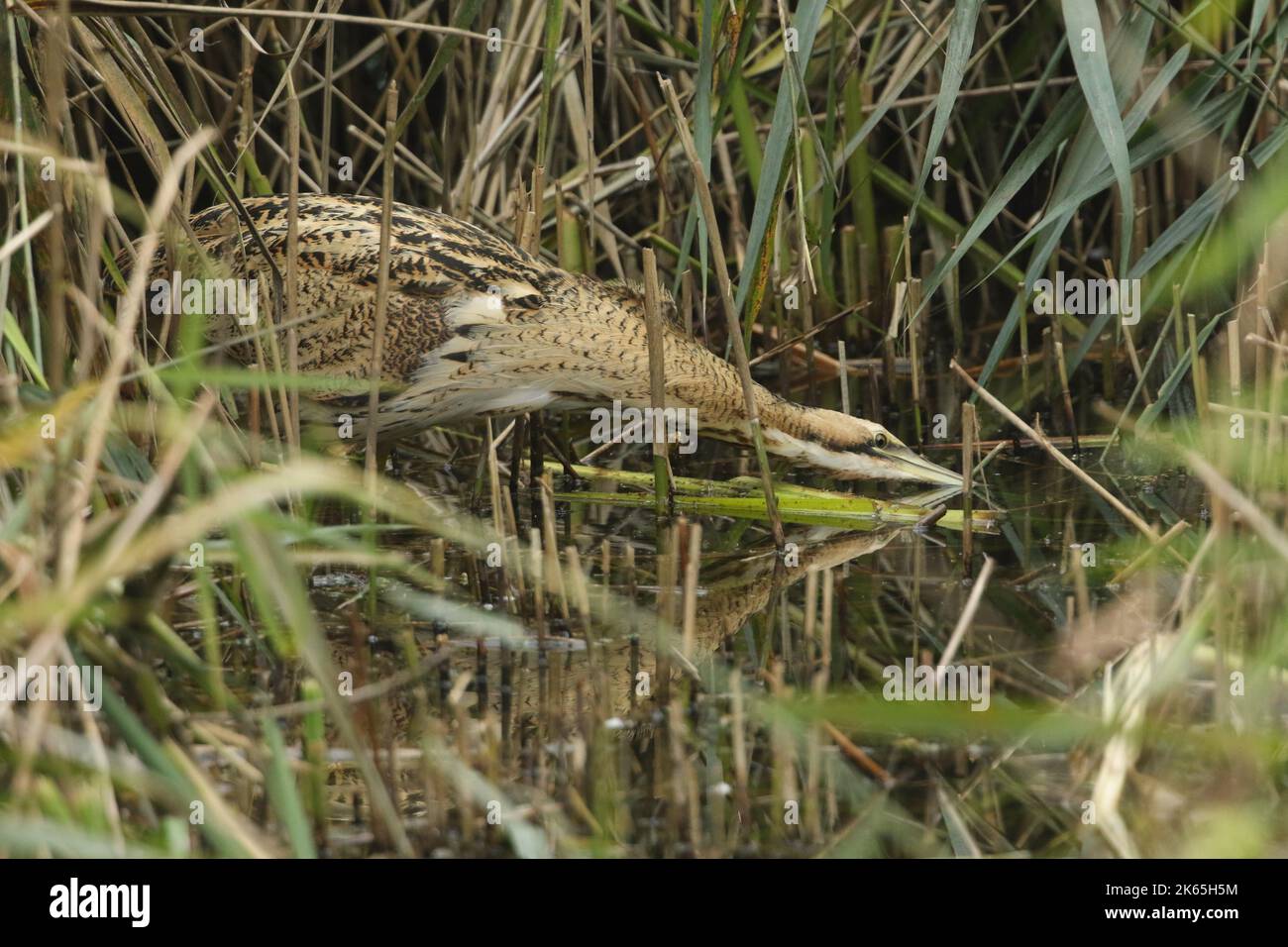 A rare hunting Bittern, Botaurus stellaris, searching for food in a ...