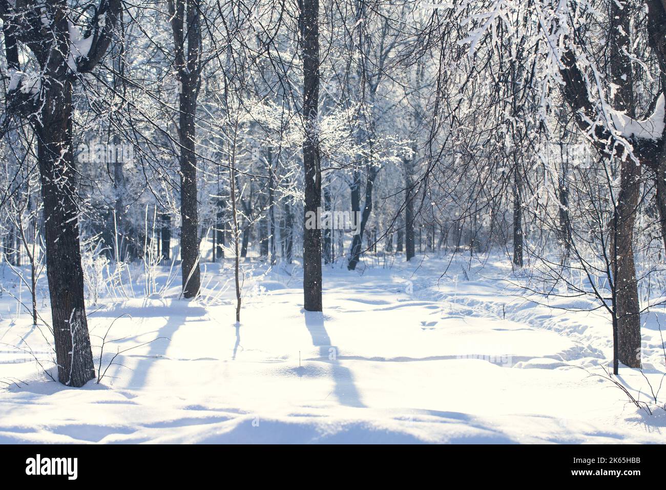 The sun breaks through snow-covered trees in winter in Russia. Vertical ...