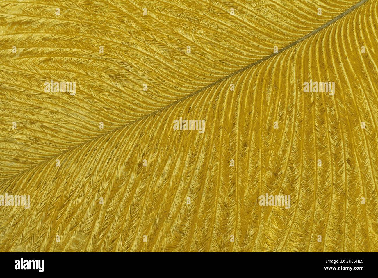 Texture of bright golden tropical bird feather, background macro ...