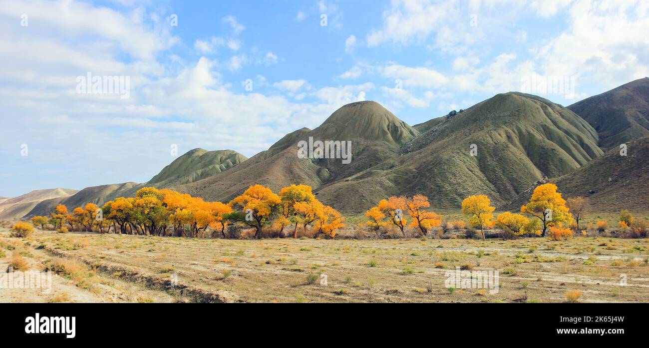 Beautiful yellow trees by the river. Khizi region. Azerbaijan Stock ...