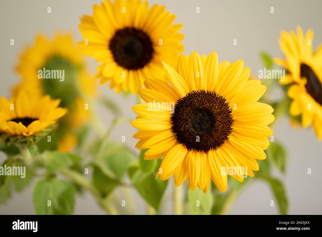 A selective focus shot of a sunflower on a gray background Stock Photo ...