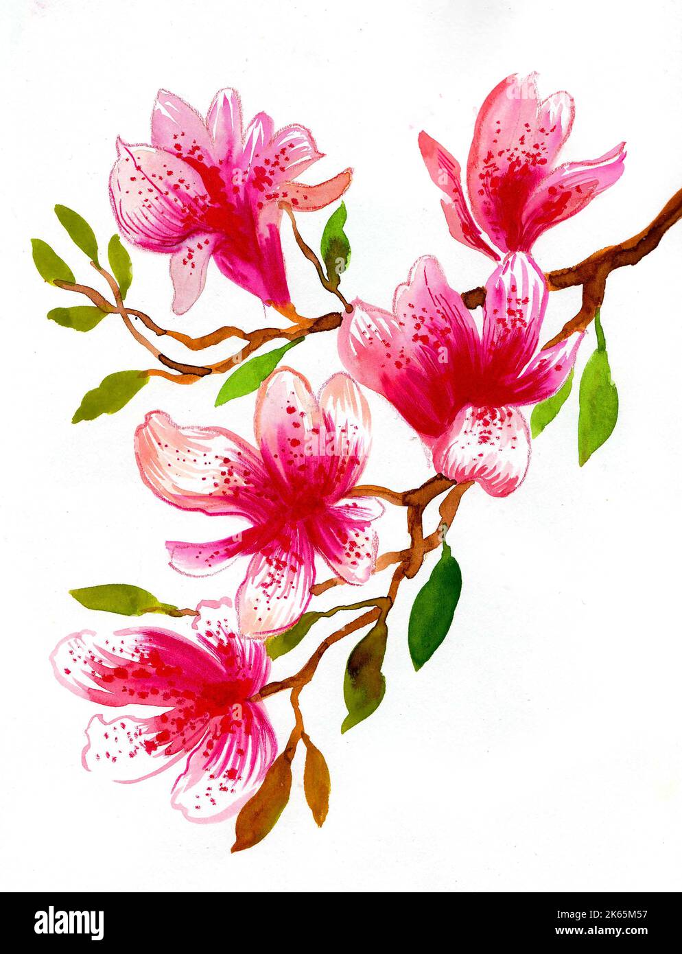 Blossoming tree. Ink and watercolor drawing Stock Photo - Alamy
