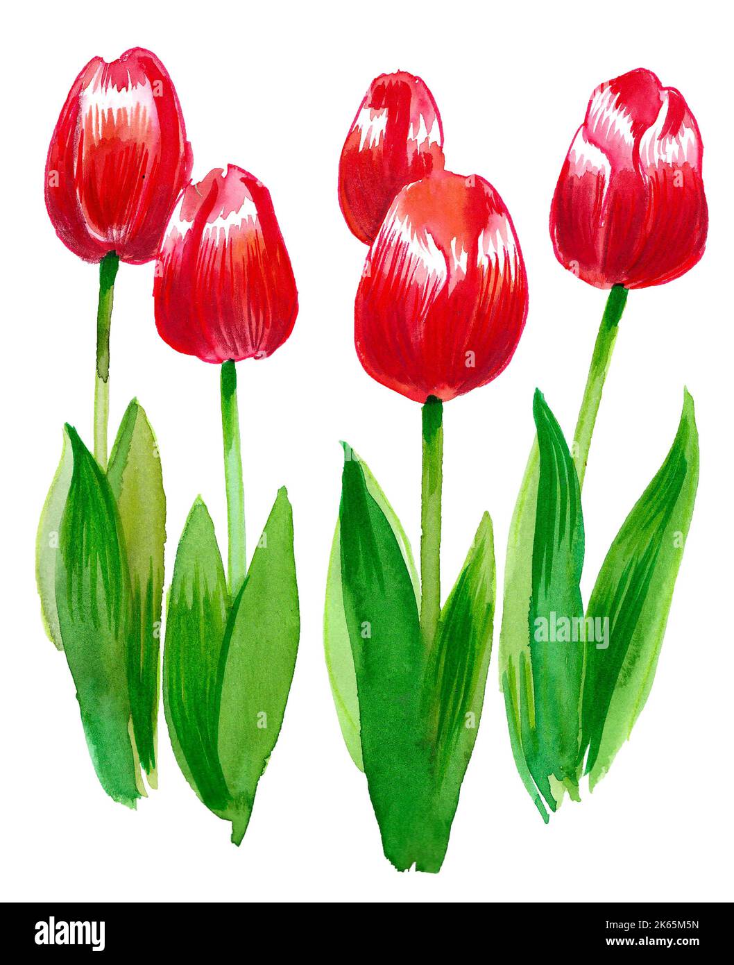 Red tulip drawing hi-res stock photography and images - Alamy