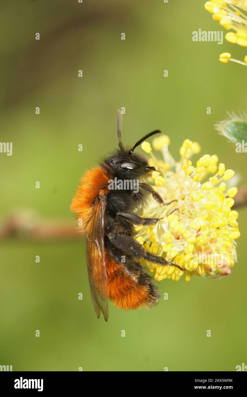 Goat willow bee hi-res stock photography and images - Alamy
