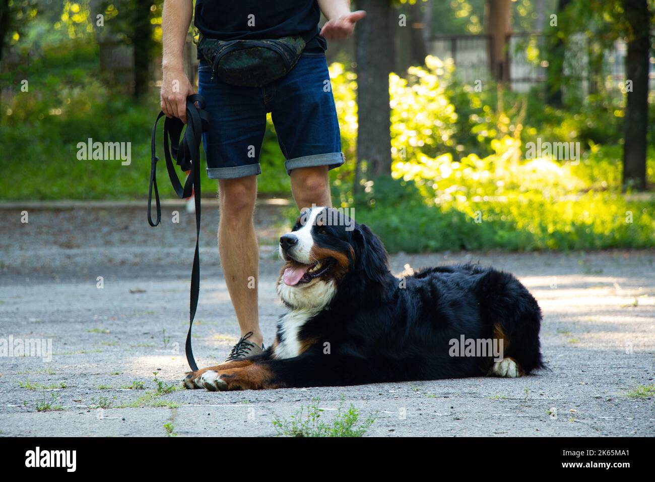 bernese mountain dog in the park in the summer for walks in ukraine ...