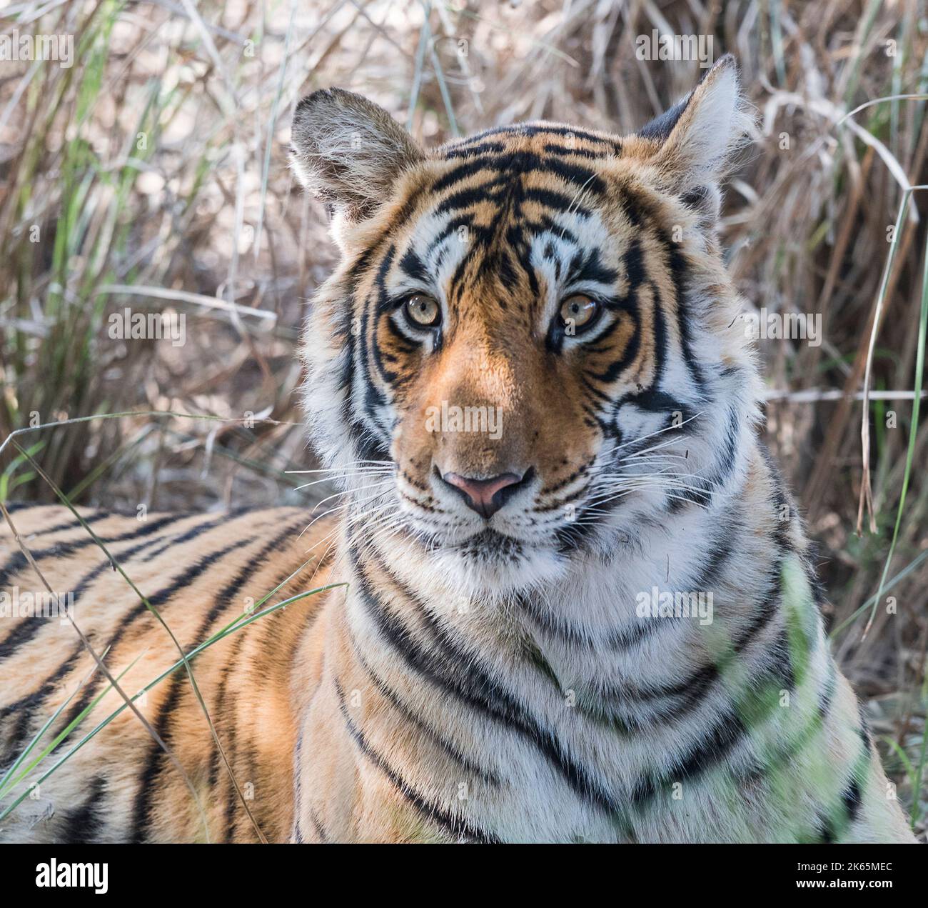 Waiting for the next move hi-res stock photography and images - Alamy