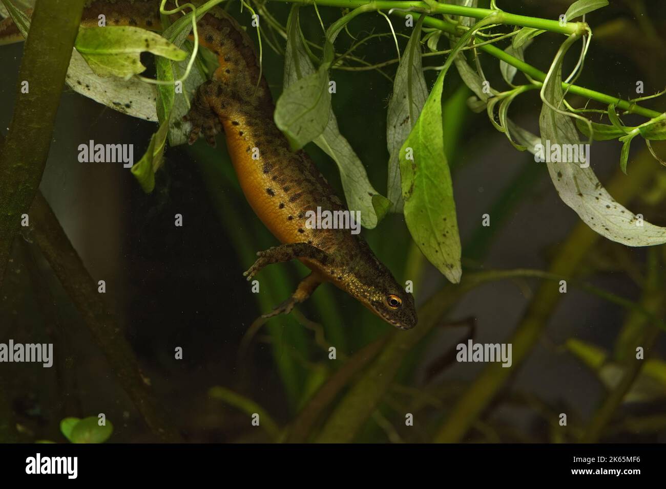 Closeup on an aquatic gravid female European Carpathian newt ...