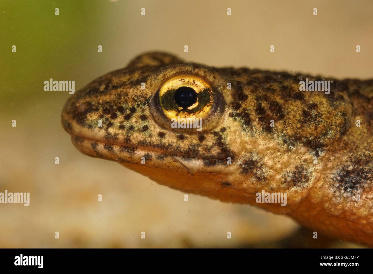 Montadons newt hi-res stock photography and images - Alamy