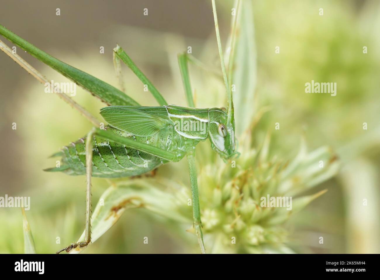 Closeup on a Mediterranean nice green gracious, grasshopper, Tylopsis ...
