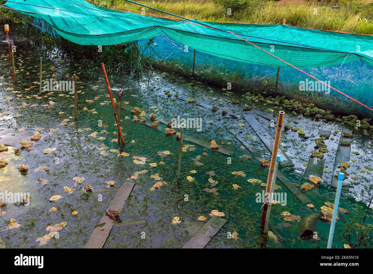 Frogs farm for agriculture at house. Cultivation of frogs with water ...