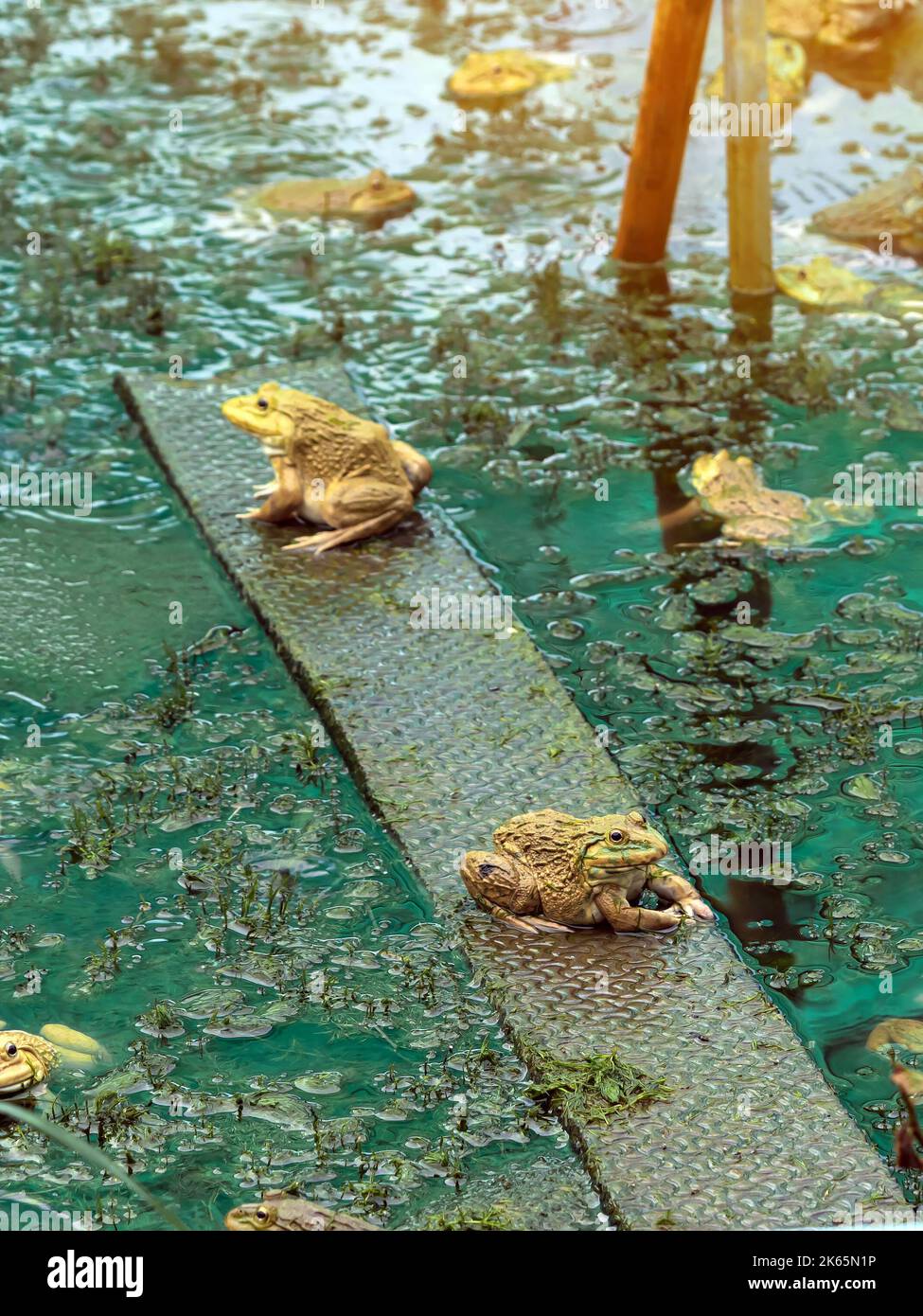 Frogs farm for agriculture at house. Cultivation of frogs with water ...