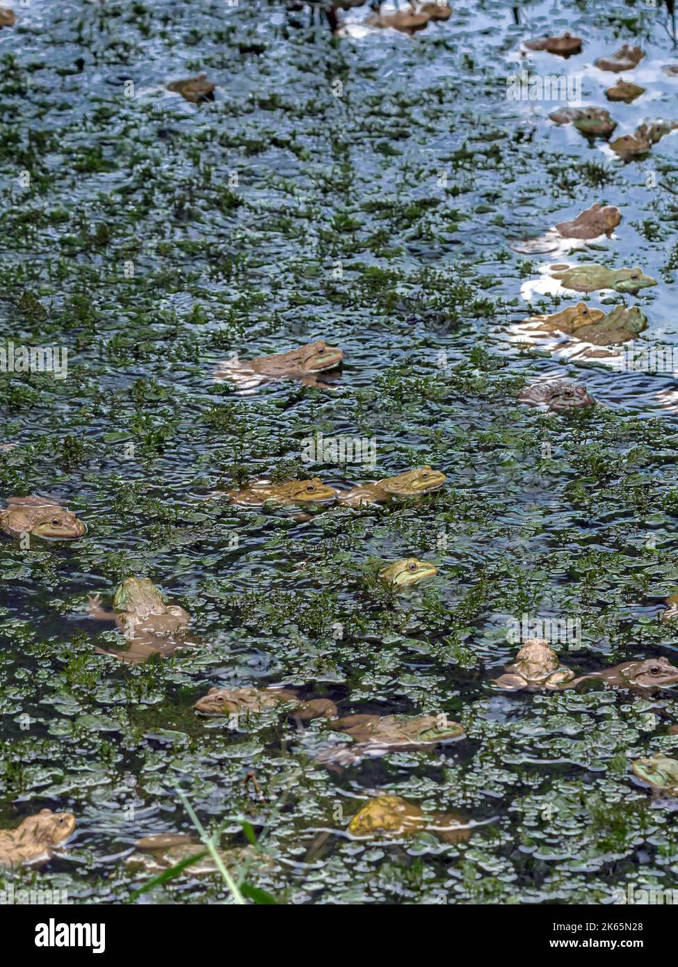 Frogs farm for agriculture at house. Cultivation of frogs with water ...